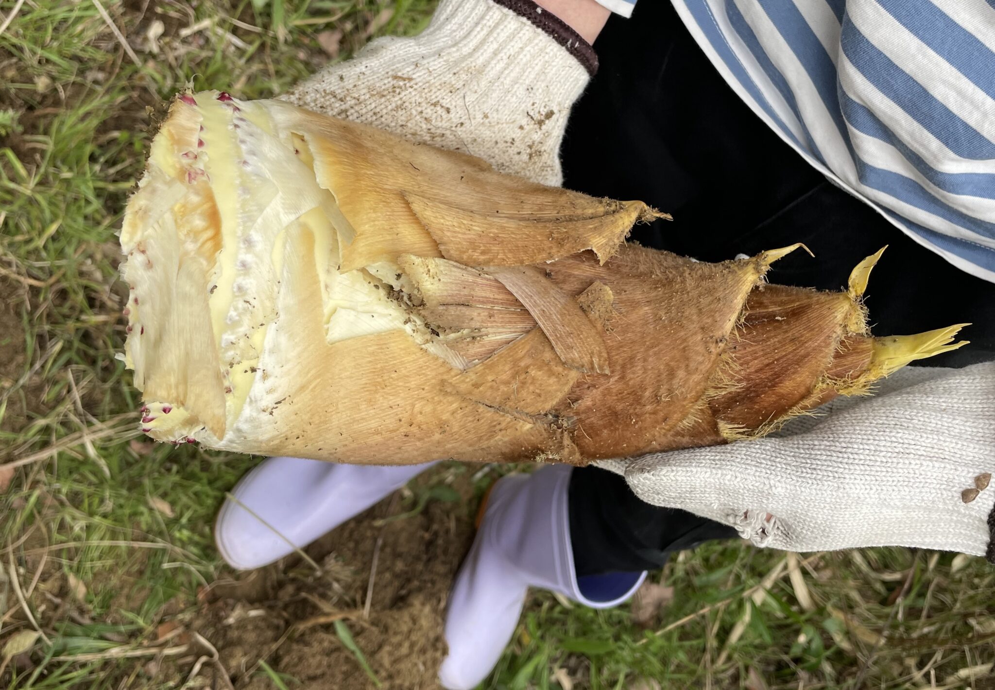 matsui_takenoko1 | 遊刊エディスト：松岡正剛、編集工学、イシス編集学校に関するニューメディア