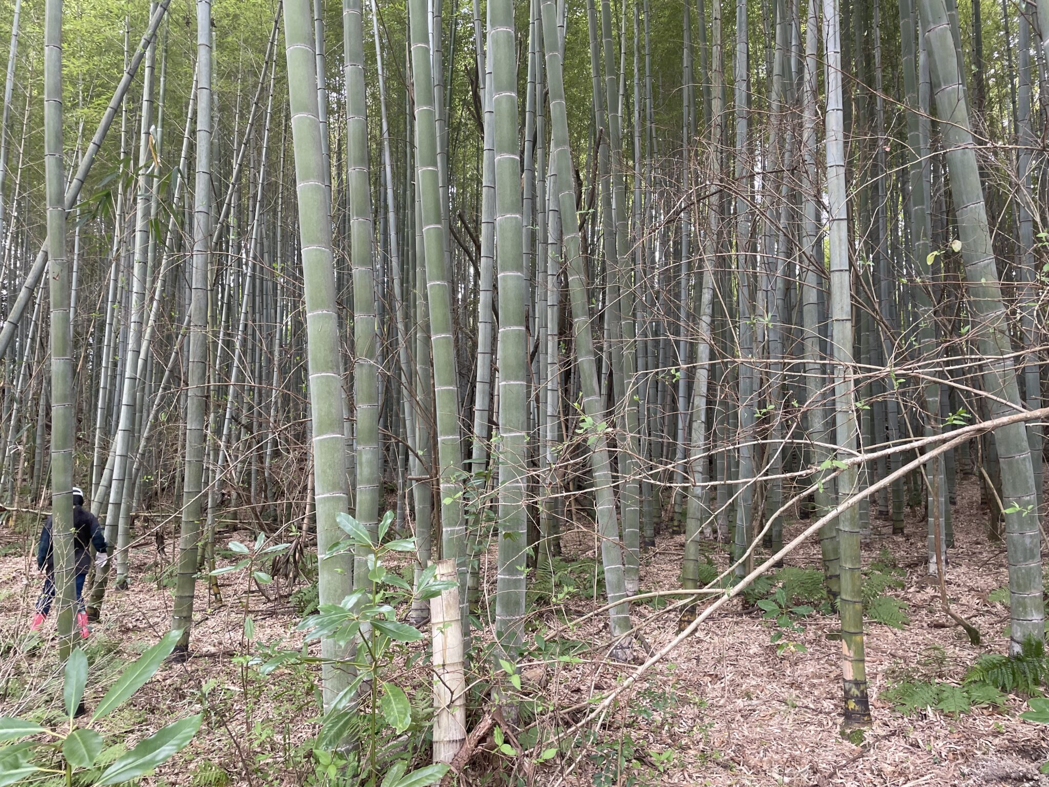 matsui_takenoko3 | 遊刊エディスト：松岡正剛、編集工学、イシス編集学校に関するニューメディア