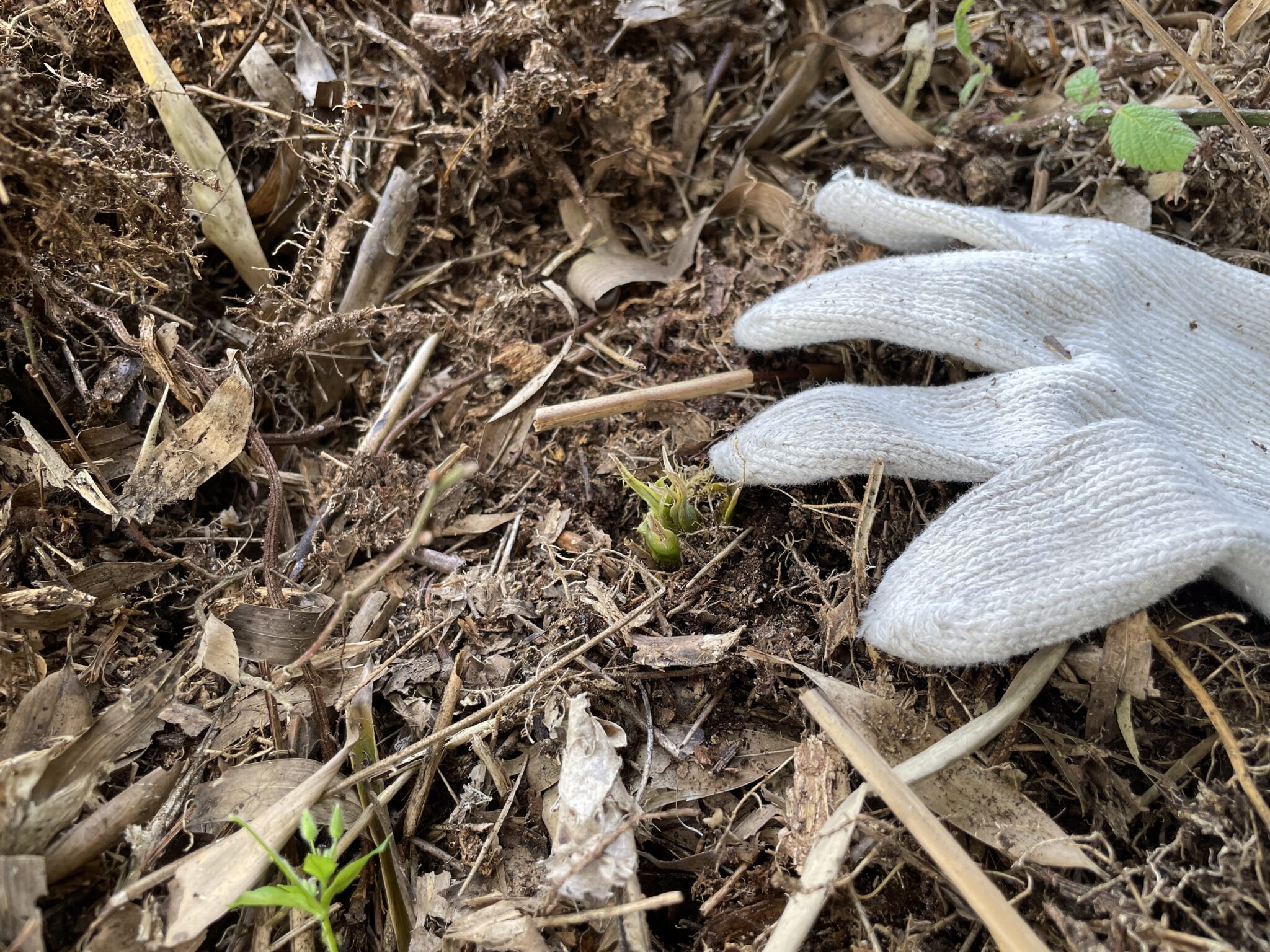 matsui_takenoko4 | 遊刊エディスト：松岡正剛、編集工学、イシス編集学校に関するニューメディア